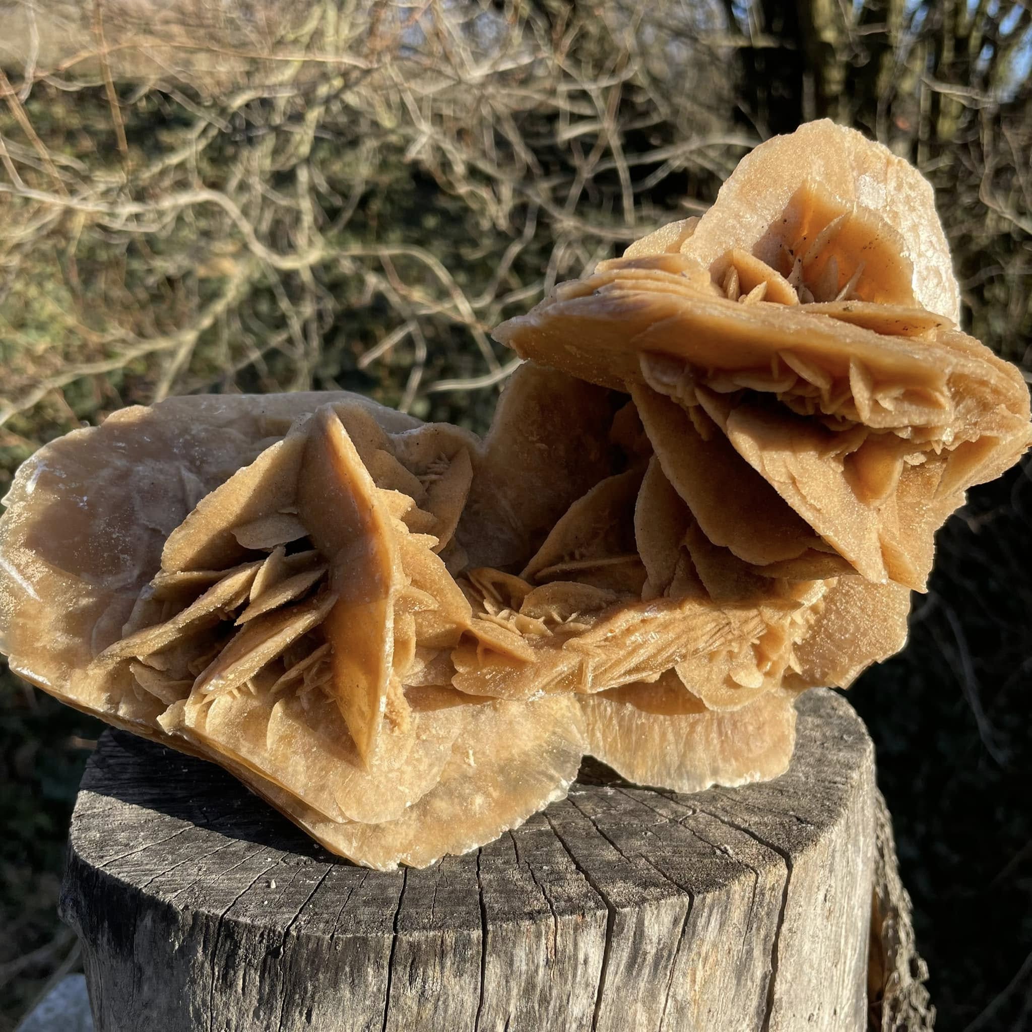 SANDROSE – WUNDERSTEIN
